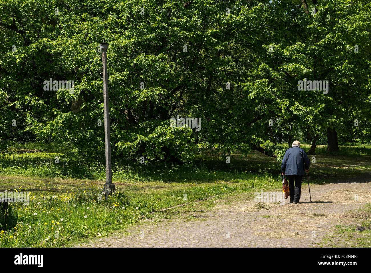 Old man walk through the park Stock Photo - Alamy