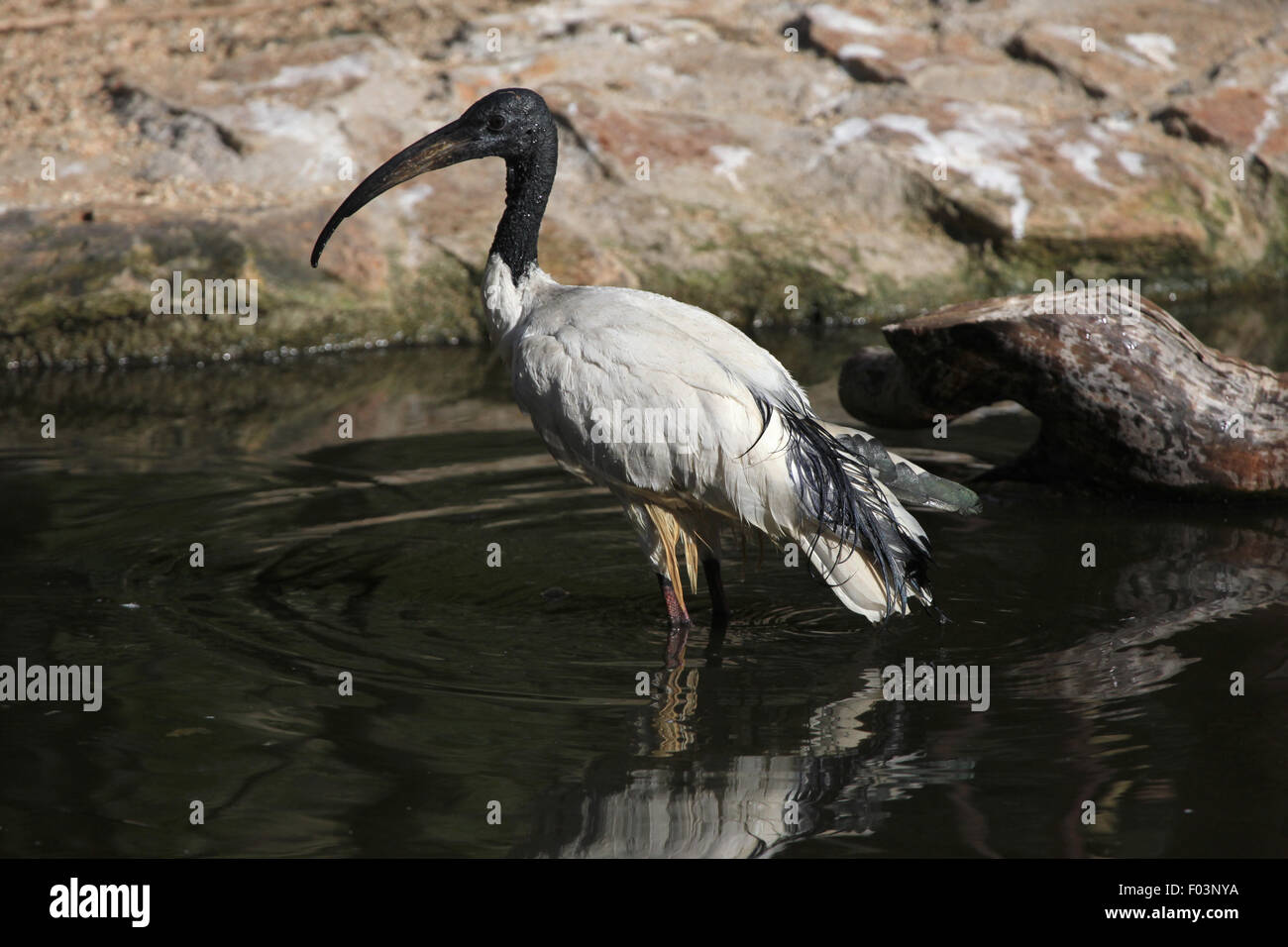African sacred ibis (Threskiornis aethiopicus) at Jihlava Zoo in ...