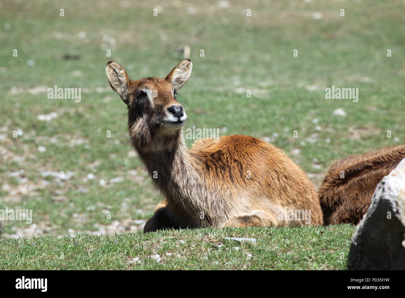 Nile lechwe (Kobus megaceros), also known as the waterbuck or ...