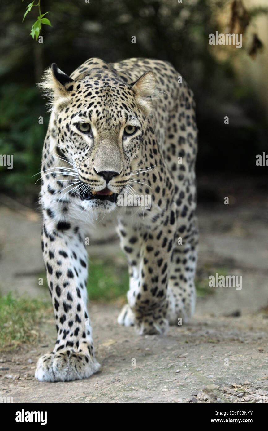 Turkmenistan czech hi-res stock photography and images - Alamy