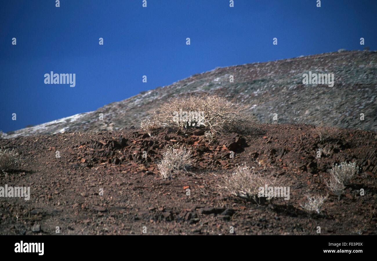 Namibia, Damaraland Wilderness Area, Dry shrubs in desert Stock Photo ...