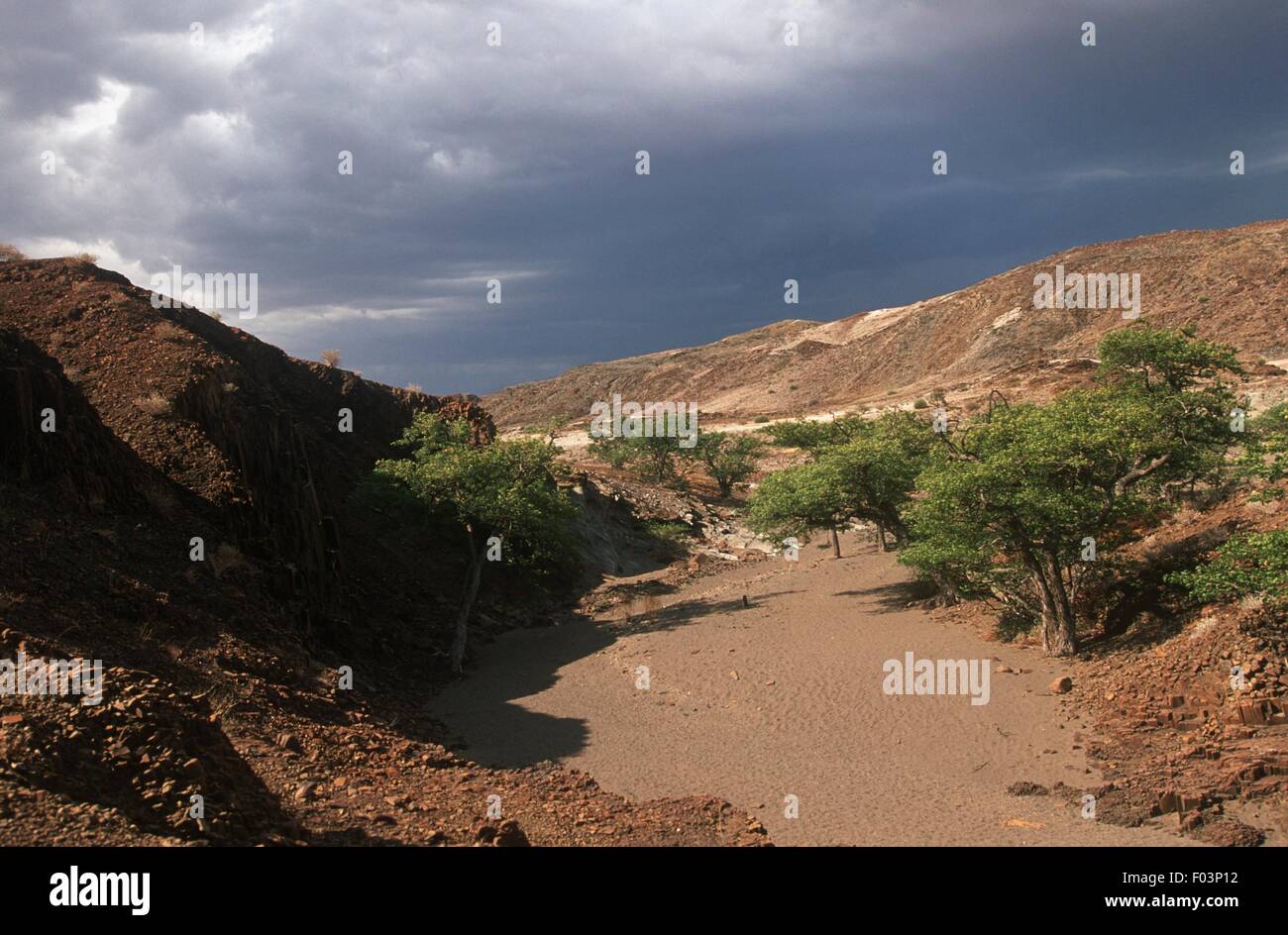 Namibia, Damaraland Wilderness Area, trees in desert Stock Photo - Alamy