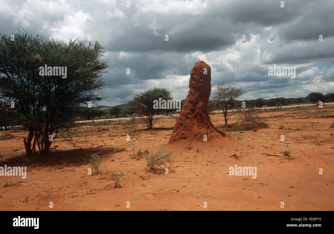 Namibia, Damaraland Wilderness Area, anthill in desert Stock Photo - Alamy