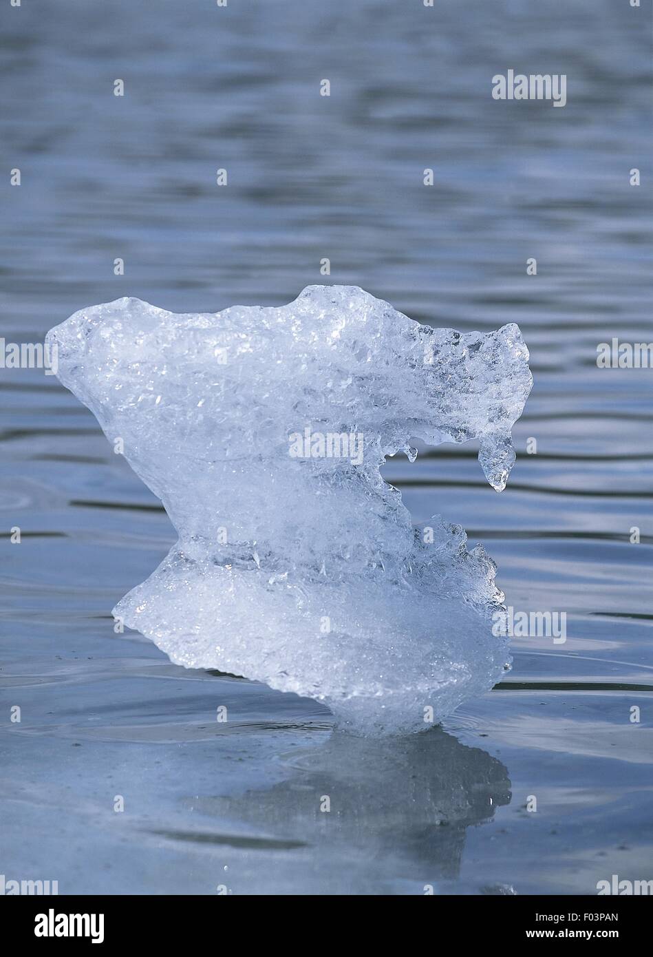 USA - Alaska - Kenai Fjords National Park - Growler Island. Floating ...