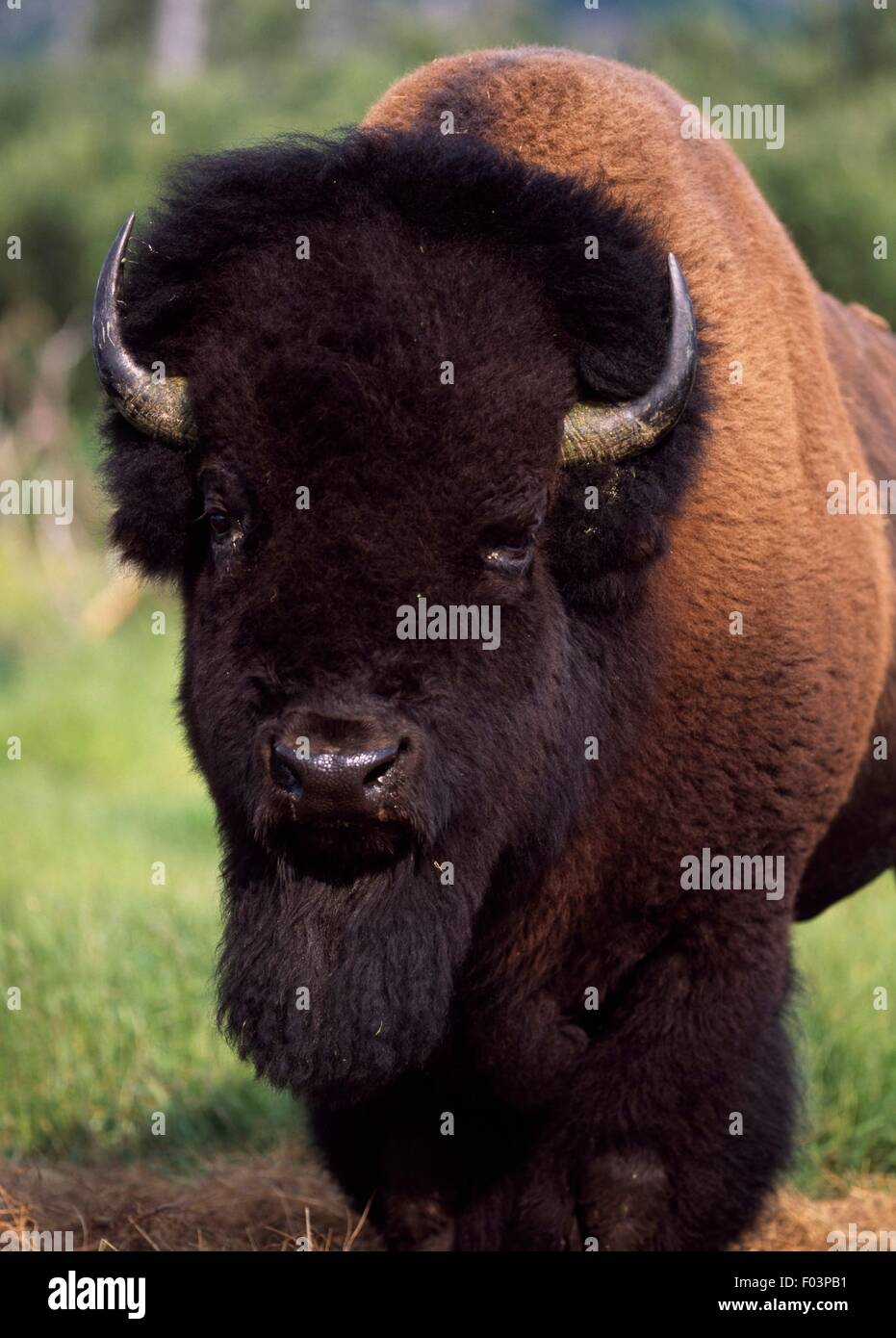 American Bison (Bison bison), Katmai National Park and Preserve, Alaska ...