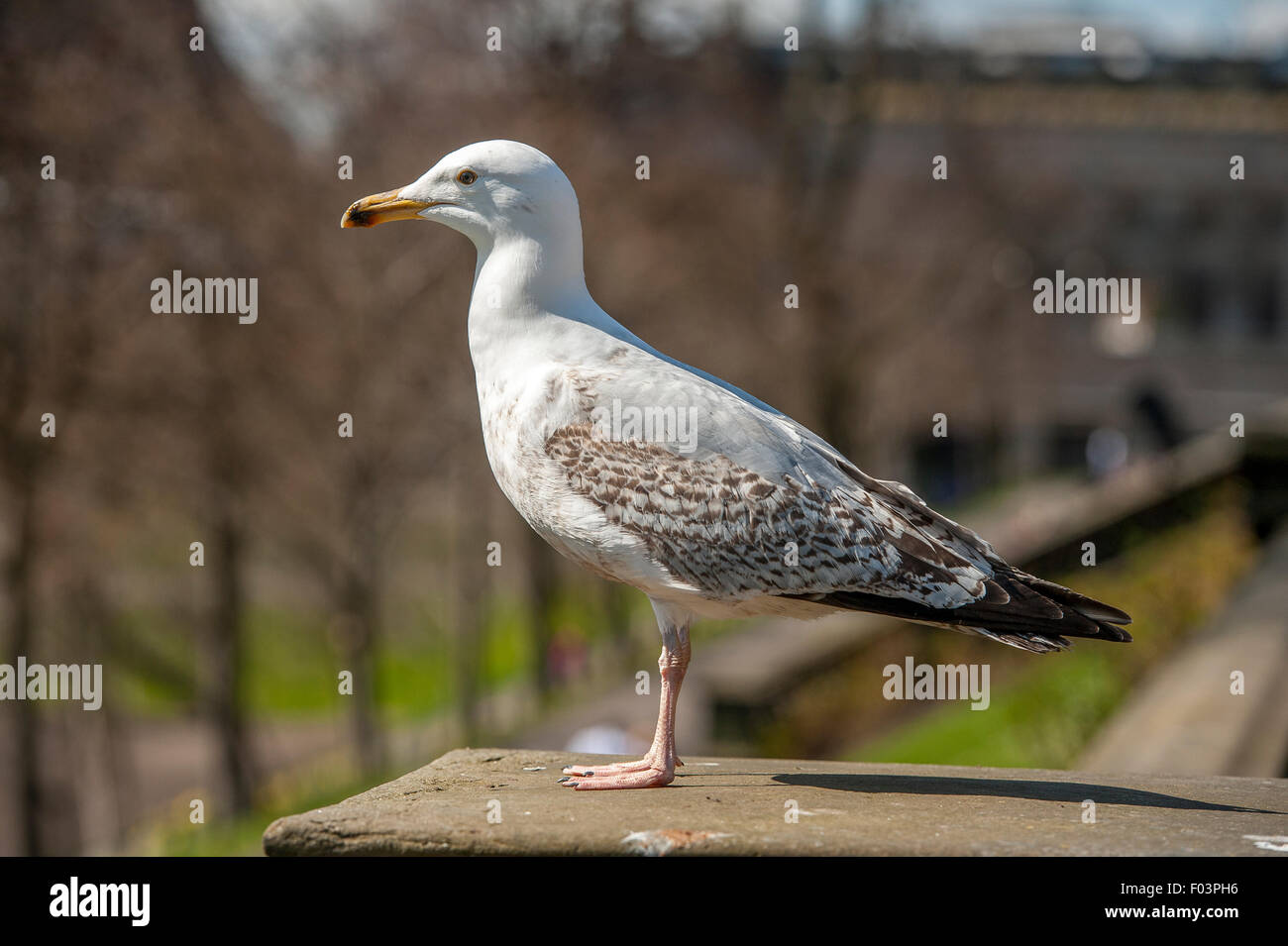 Young seagull hi-res stock photography and images - Alamy