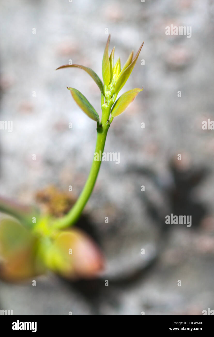 The growth of soft twigs Stock Photo - Alamy