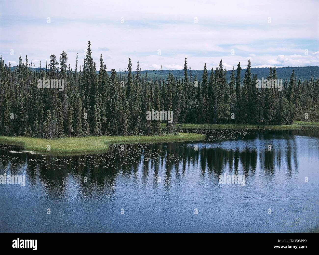 United States of America - Alaska - Dalton Highway, coniferous forest ...