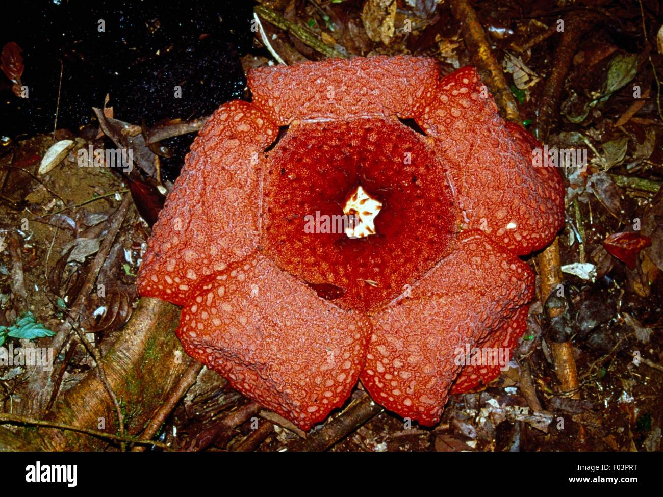 Corpse Flower (Rafflesia arnoldii), Gunung Leuser National Park (UNESCO ...