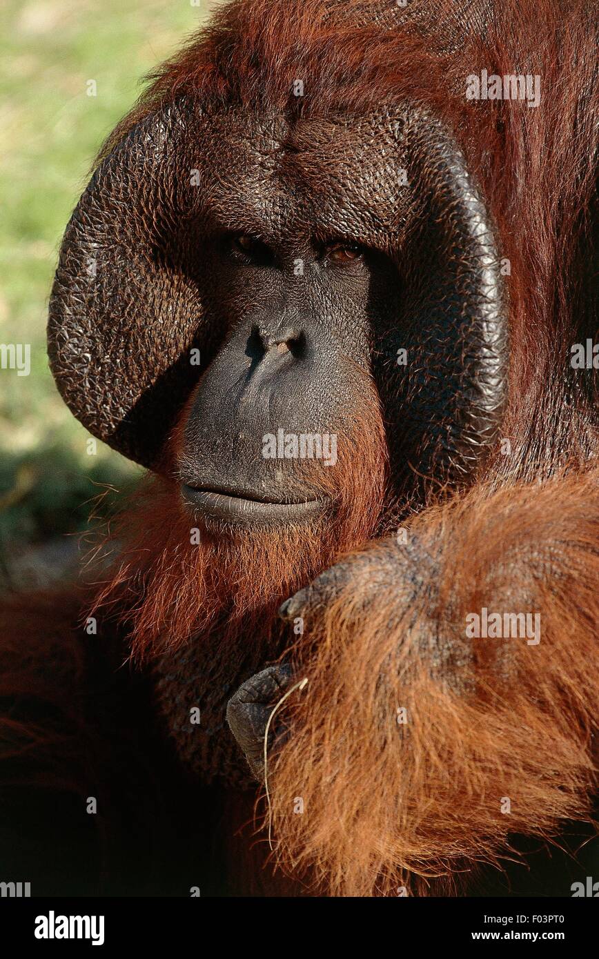 Bornean orangutan pongo pigmaeus baby hi-res stock photography and ...