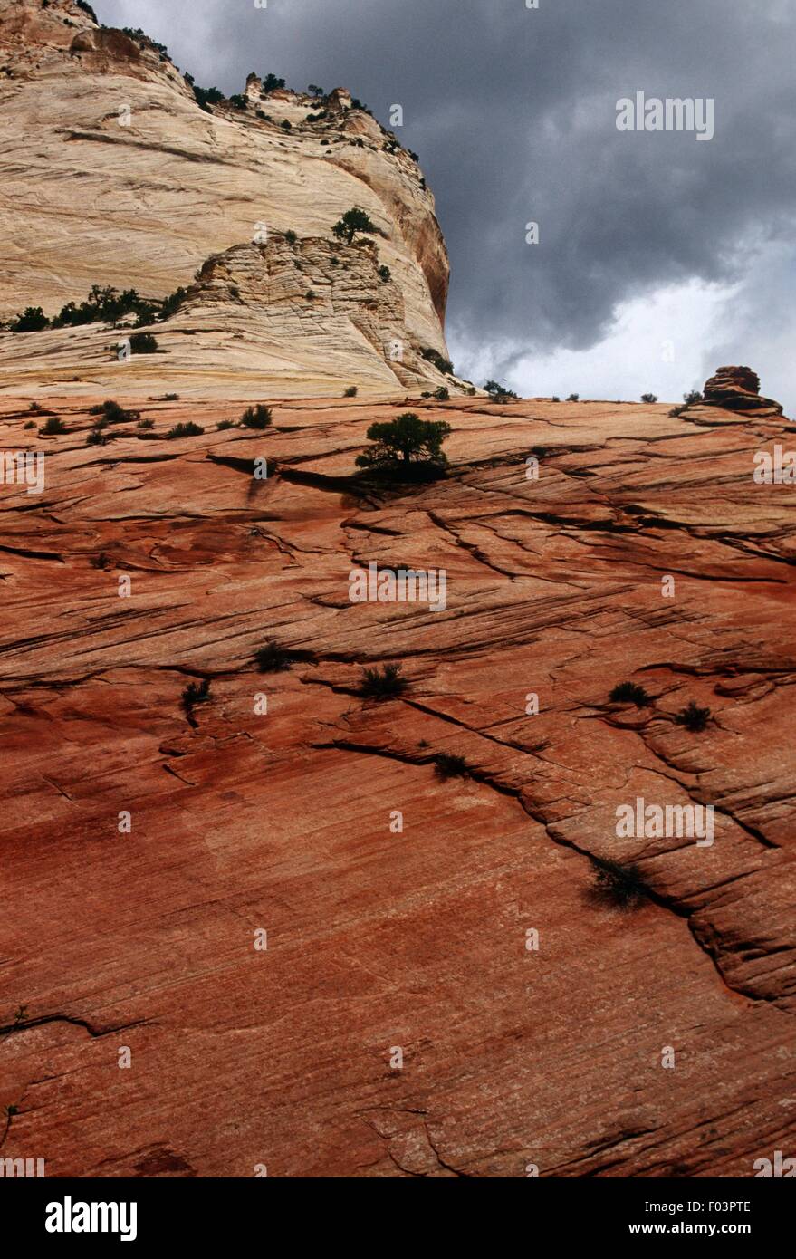 United States of America - Utah - Zion National Park - Reddish ...