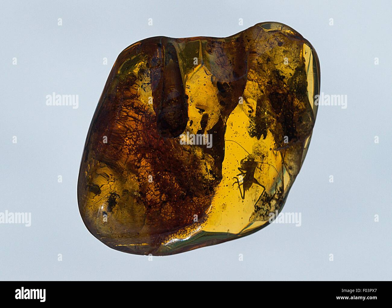 Amber block containing fossilised insect and plant remains, Curonian ...