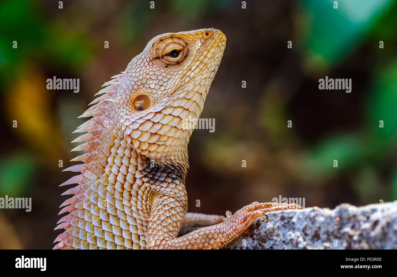 Common lizard of india hi-res stock photography and images - Alamy