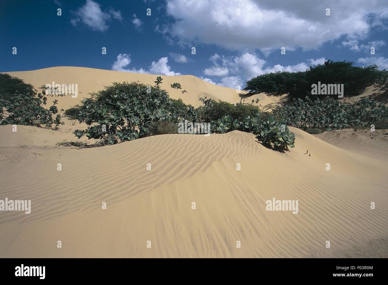 Venezuela, Falcon, Paraguana Peninsula, Isthmus of Medanos, Medanos de ...