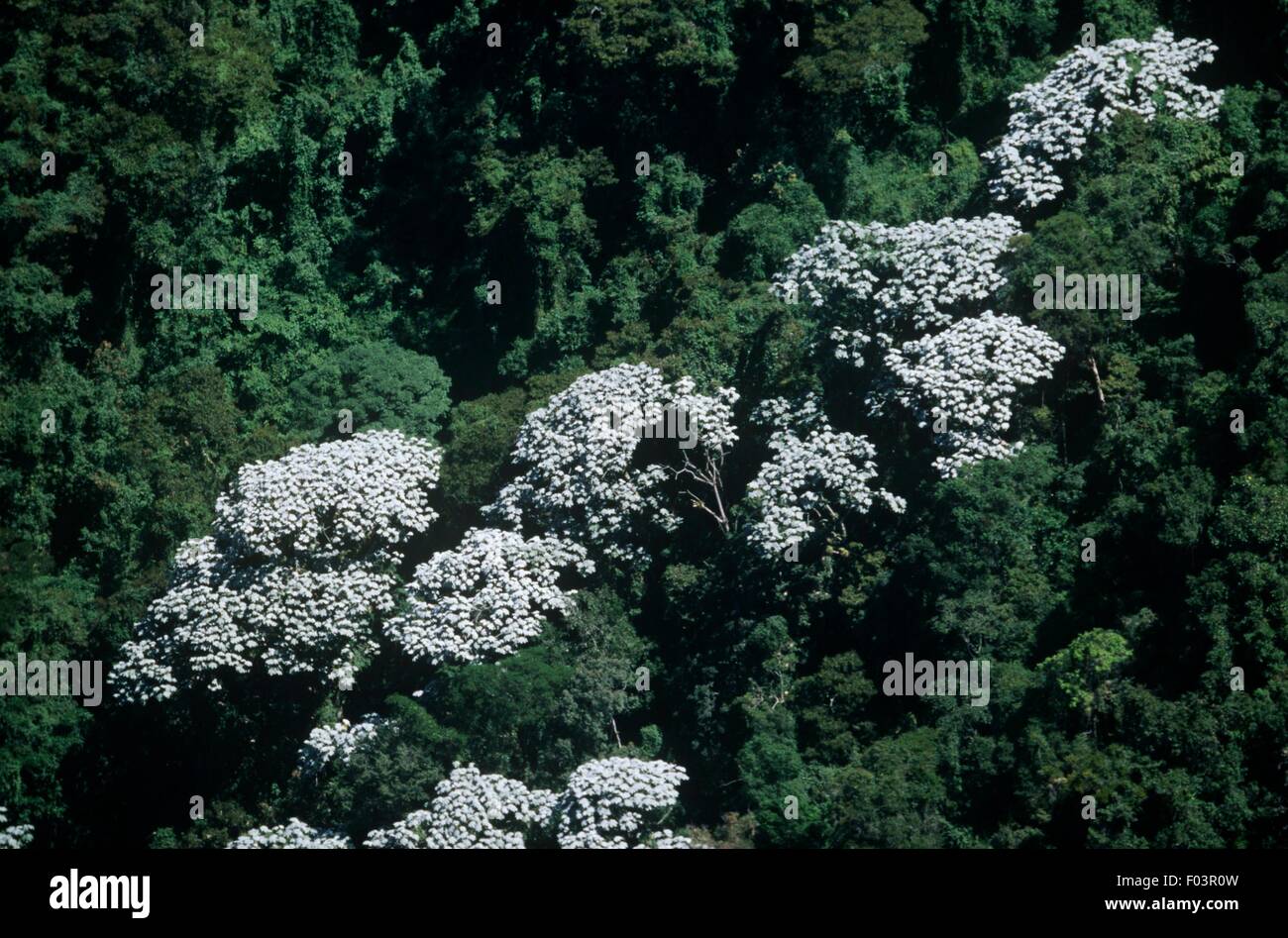 Venezuela, Merida, Sierra Nevada de Merida, forest vegetation Stock ...
