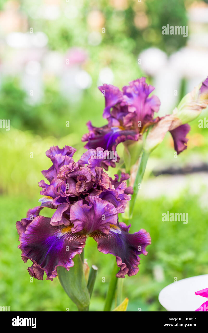 Bearded flowers hi-res stock photography and images - Alamy