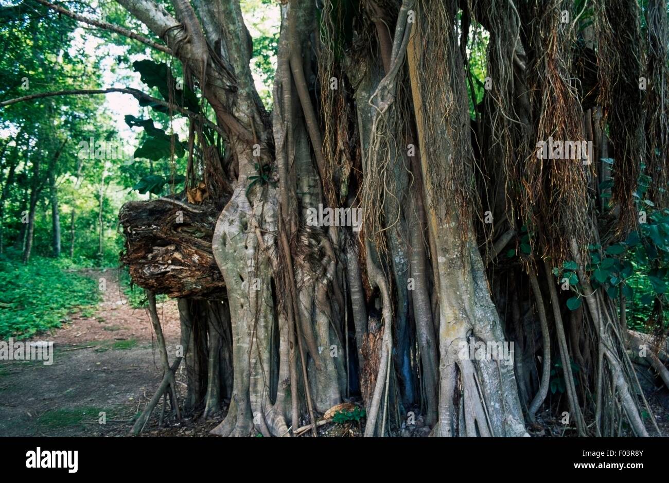 Tree in the forest surrounding the Mayan site of Becan, Campeche ...