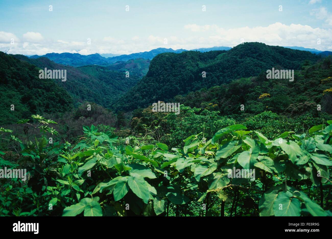 Panoramic view of the forest-covered Chiapas mountains, Mexico Stock ...