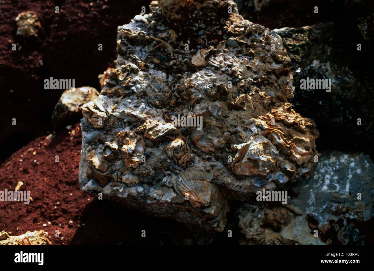 Rock with fossilized shells, Queretaro, Mexico Stock Photo - Alamy