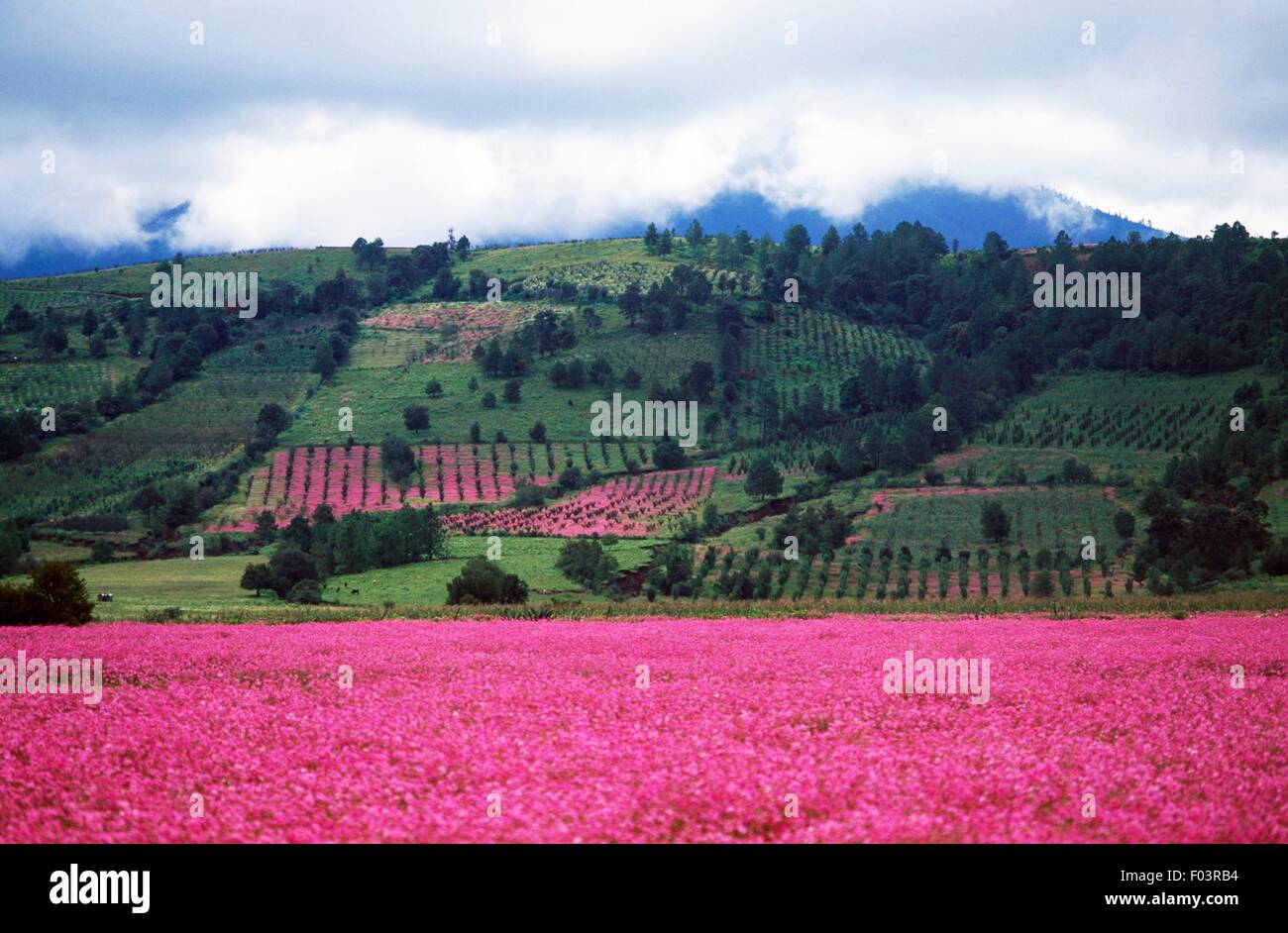 Flower crops in the foothills in Michoacan state, Mexico Stock Photo ...