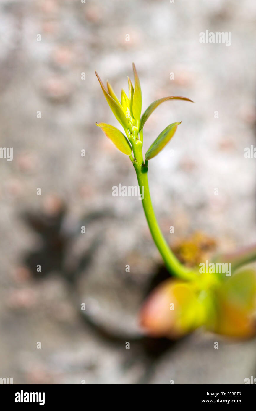Spring twigs birch young hi-res stock photography and images - Alamy