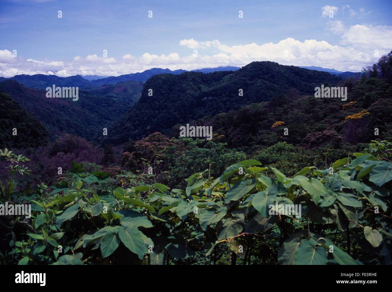 Panoramic view of the forest-covered hills of Chiapas, Mexico Stock ...