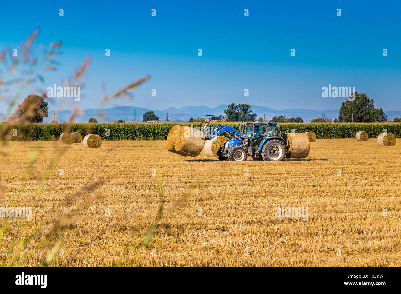 Modern agriculture - after the wheat harvest, the hay round bales are ...