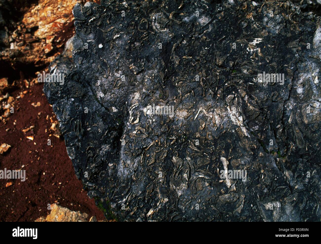 Rock with fossilized shells, Queretaro, Mexico Stock Photo - Alamy