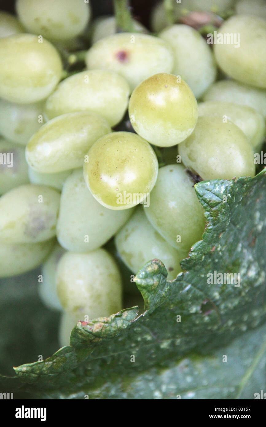 Grapes green objects hi-res stock photography and images - Alamy