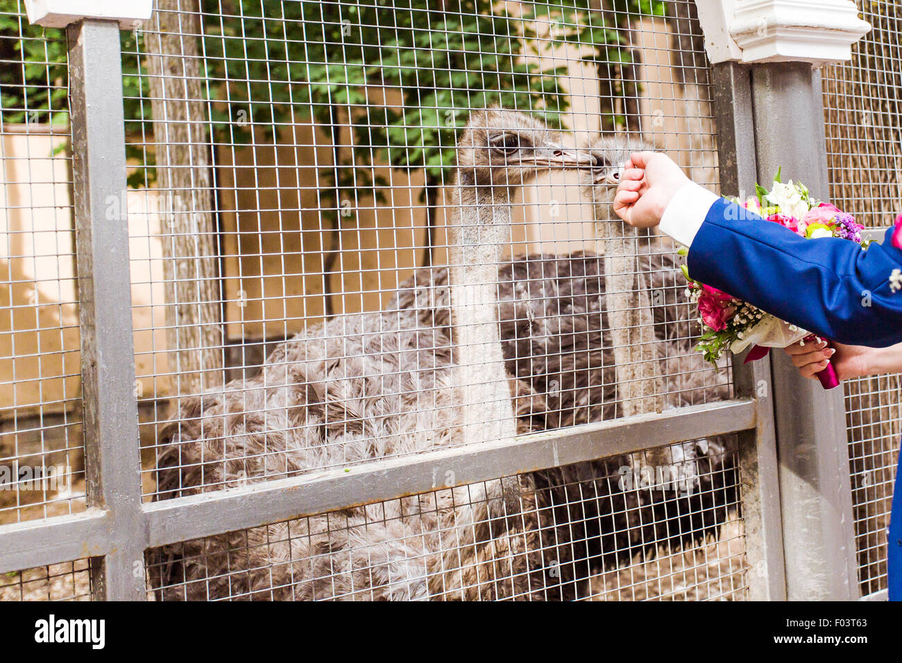 Ostrich in zoo Stock Photo - Alamy