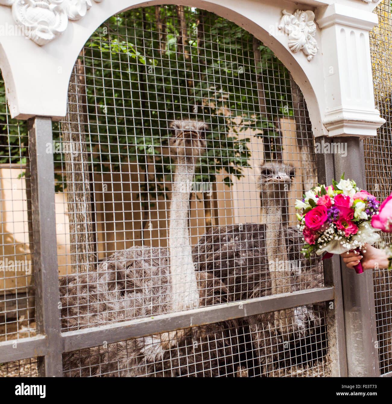 Ostrich in zoo Stock Photo - Alamy