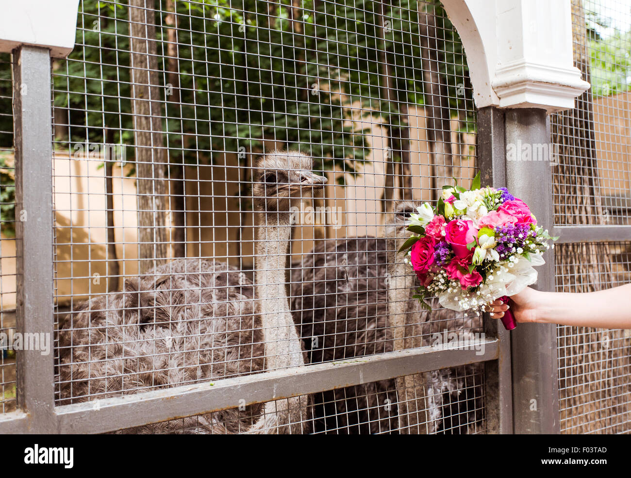Ostrich in zoo Stock Photo - Alamy