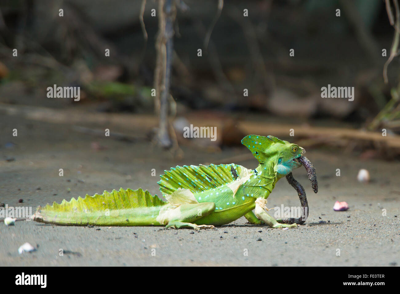 Close up of a plumed basilisk eating an earthworm in Costa Rica ...