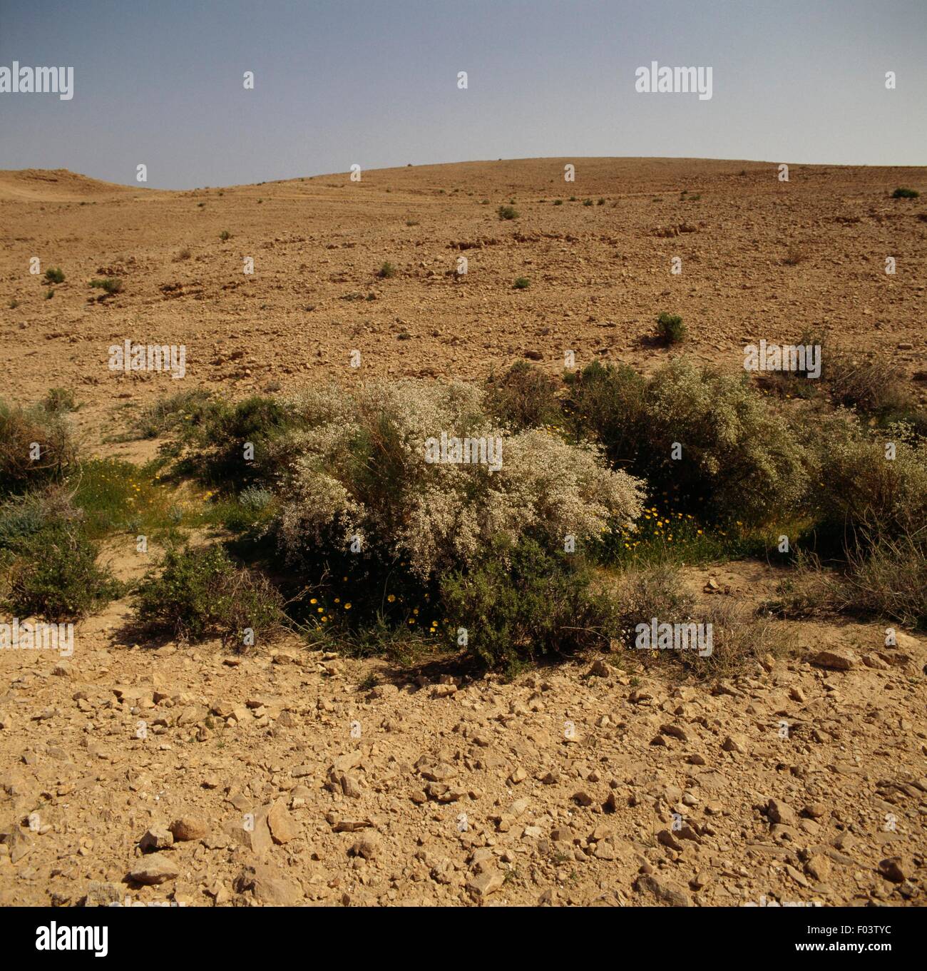 Vegetation with flowers in the Judaean Desert, Israel Stock Photo - Alamy