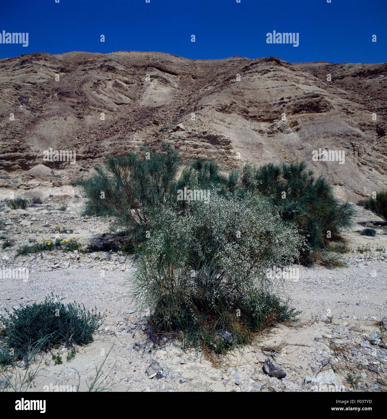 Vegetation with flowers in the Judaean Desert, Israel Stock Photo - Alamy