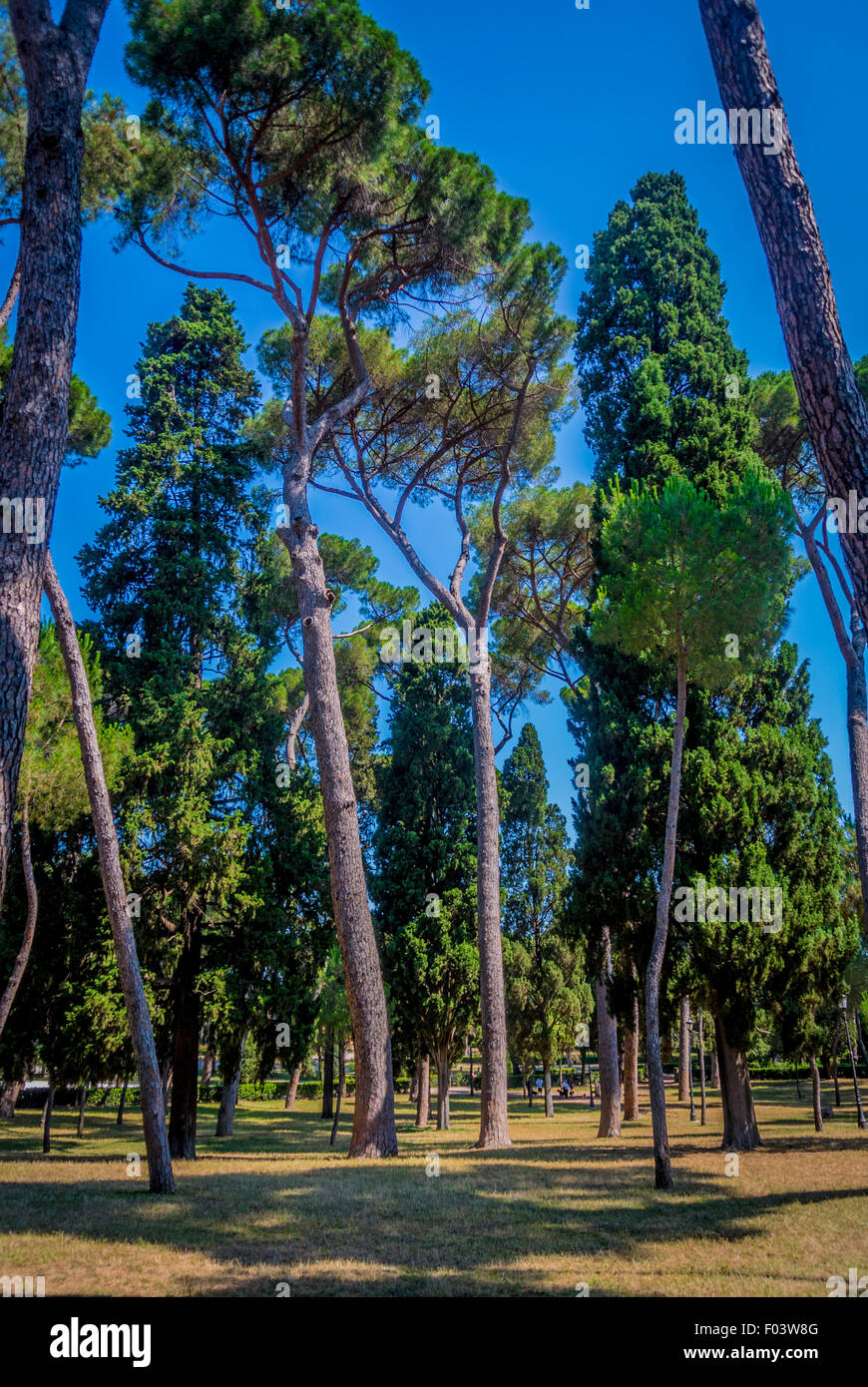 Pine tree trees cypress hi-res stock photography and images - Alamy