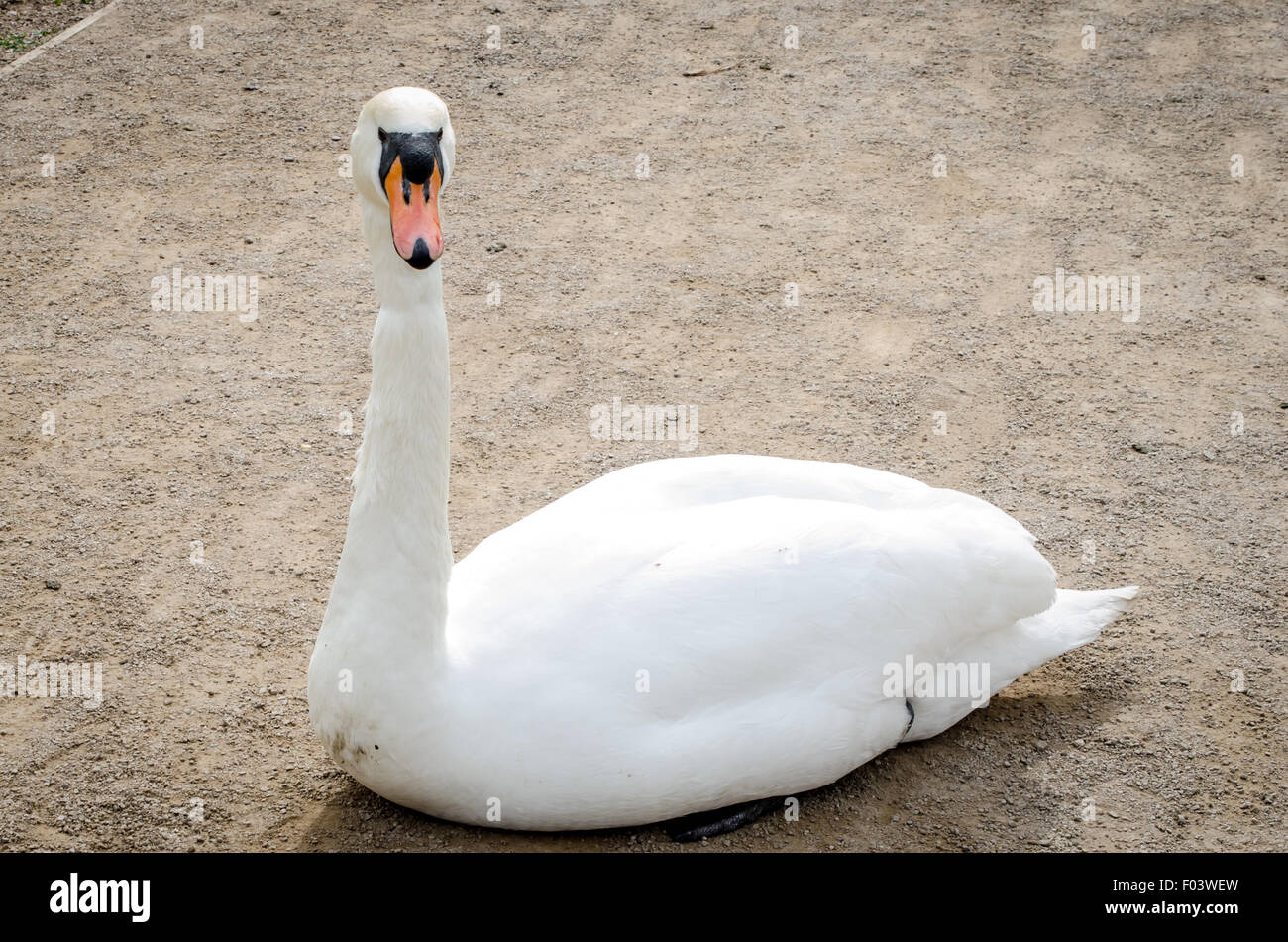 A Beautiful Swan Stock Photo - Alamy