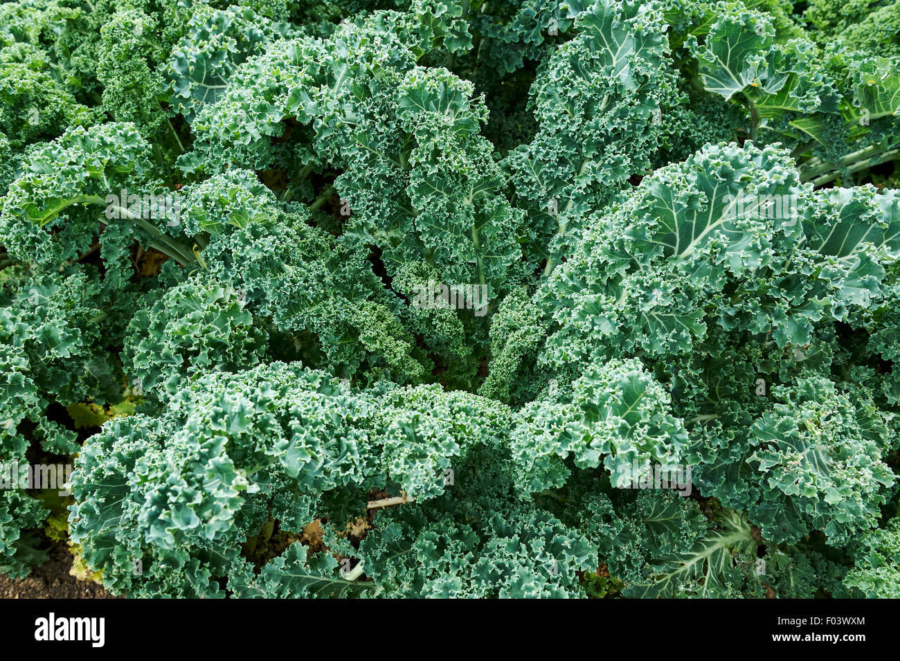 Kale plant hi-res stock photography and images - Alamy