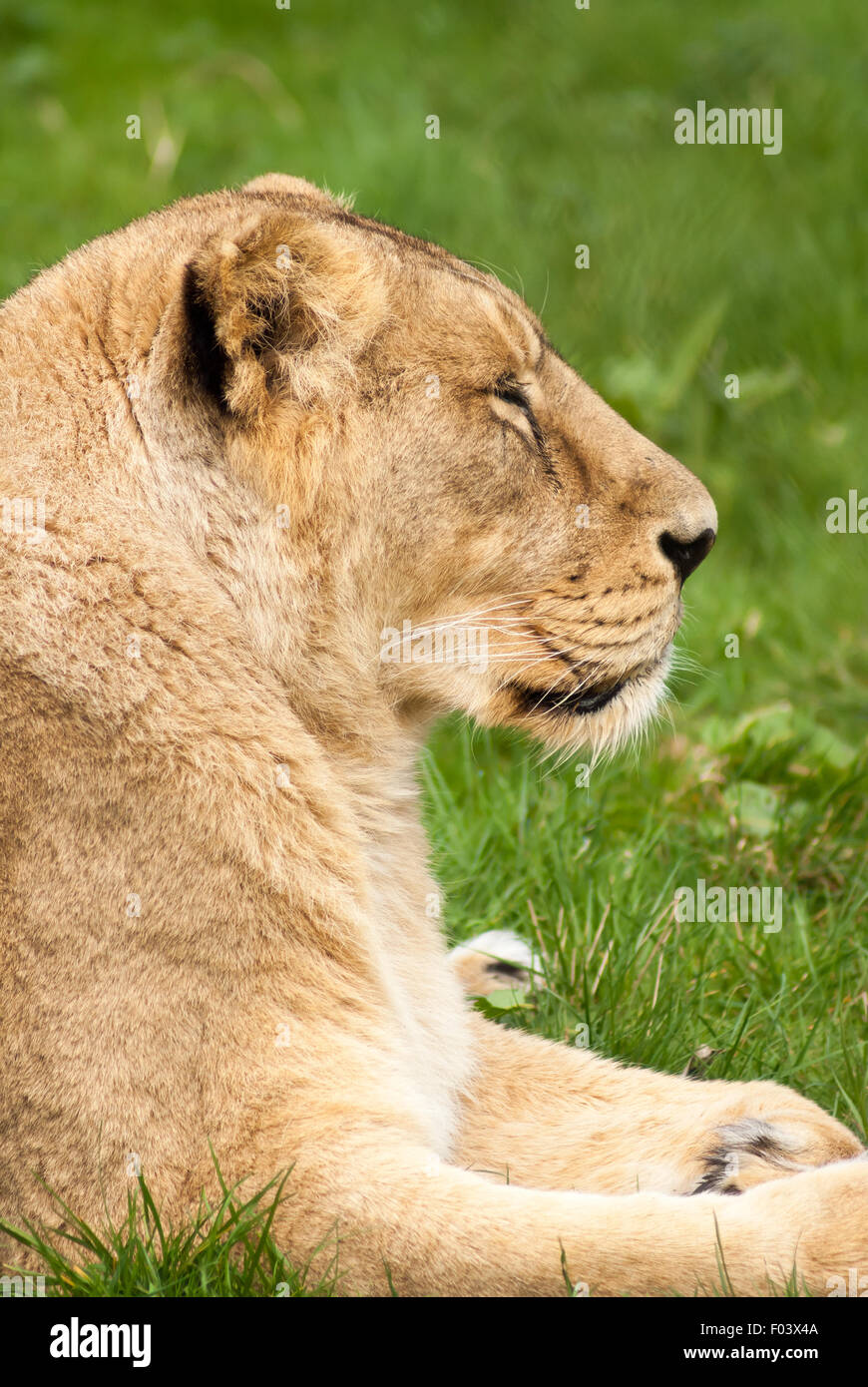 Female lioness head and shoulders profile Stock Photo - Alamy