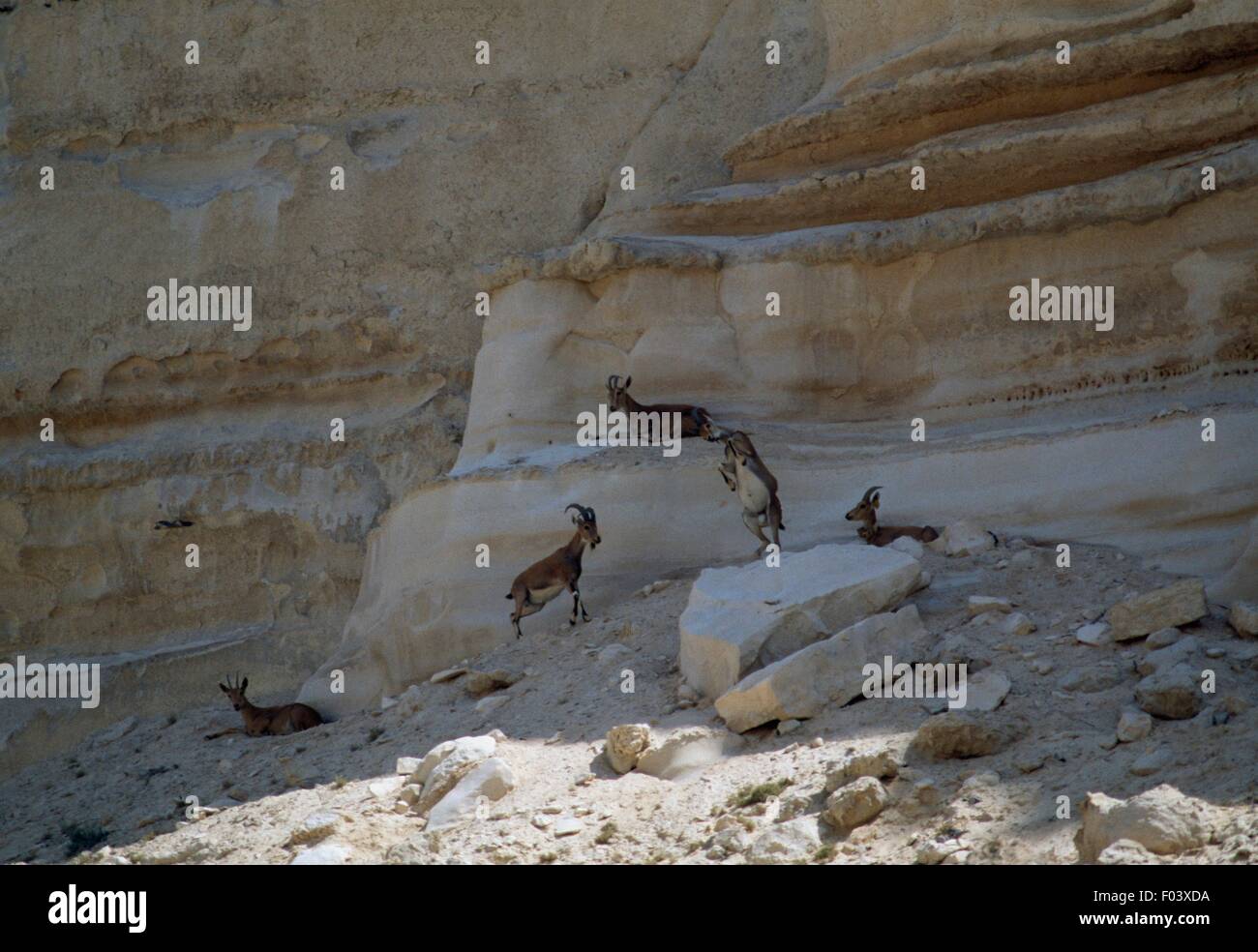 Nubian ibex (Capra nubiana) in the Ein Avdat canyon, Nahal Zin, Negev ...
