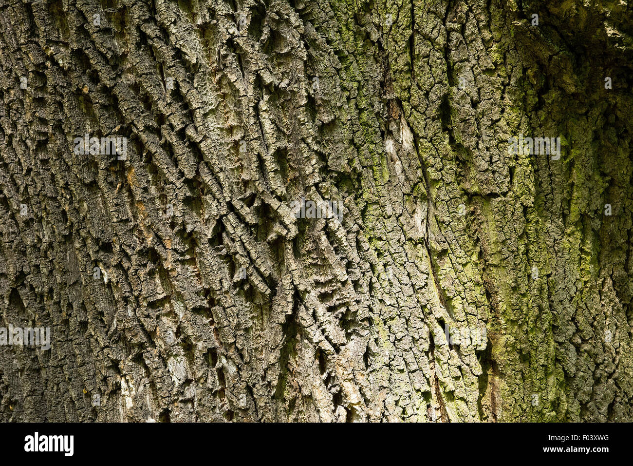 Bark of plants hi-res stock photography and images - Alamy