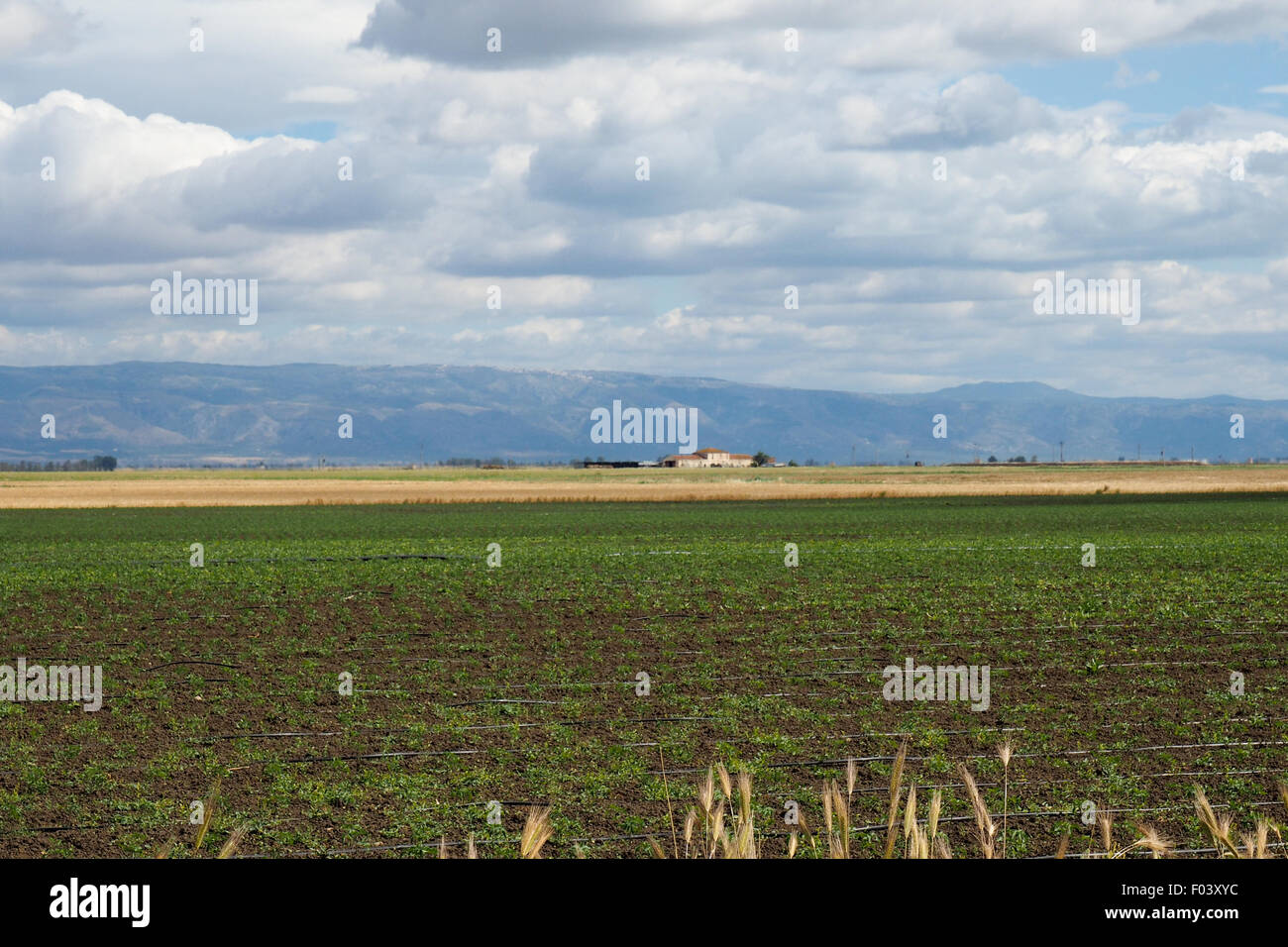 Farm growing legumes and distant hills Stock Photo - Alamy
