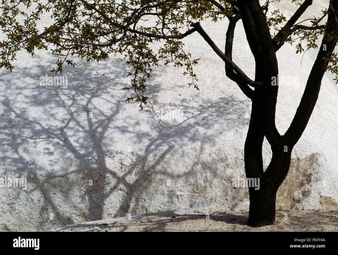 Tree and a volcanic tuff face, Cappadocia, Turkey Stock Photo - Alamy
