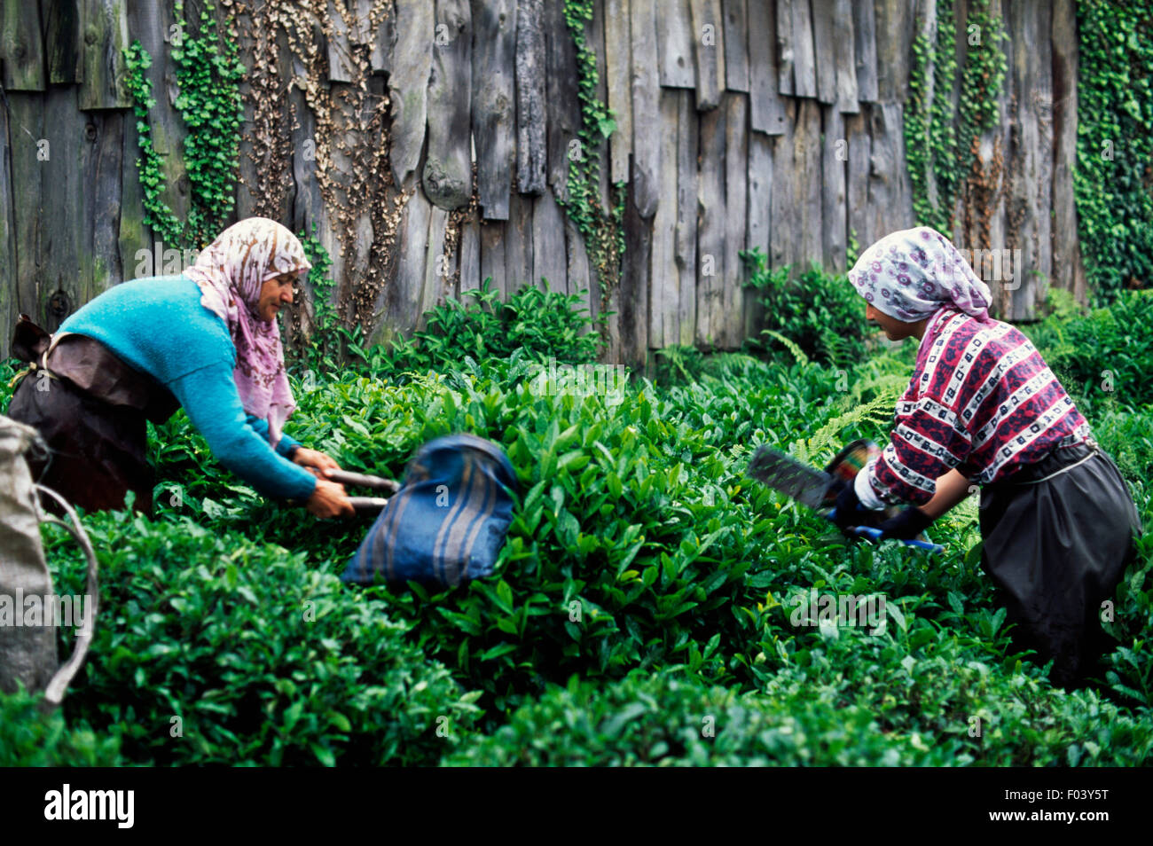 Turkey plucking hi-res stock photography and images - Alamy
