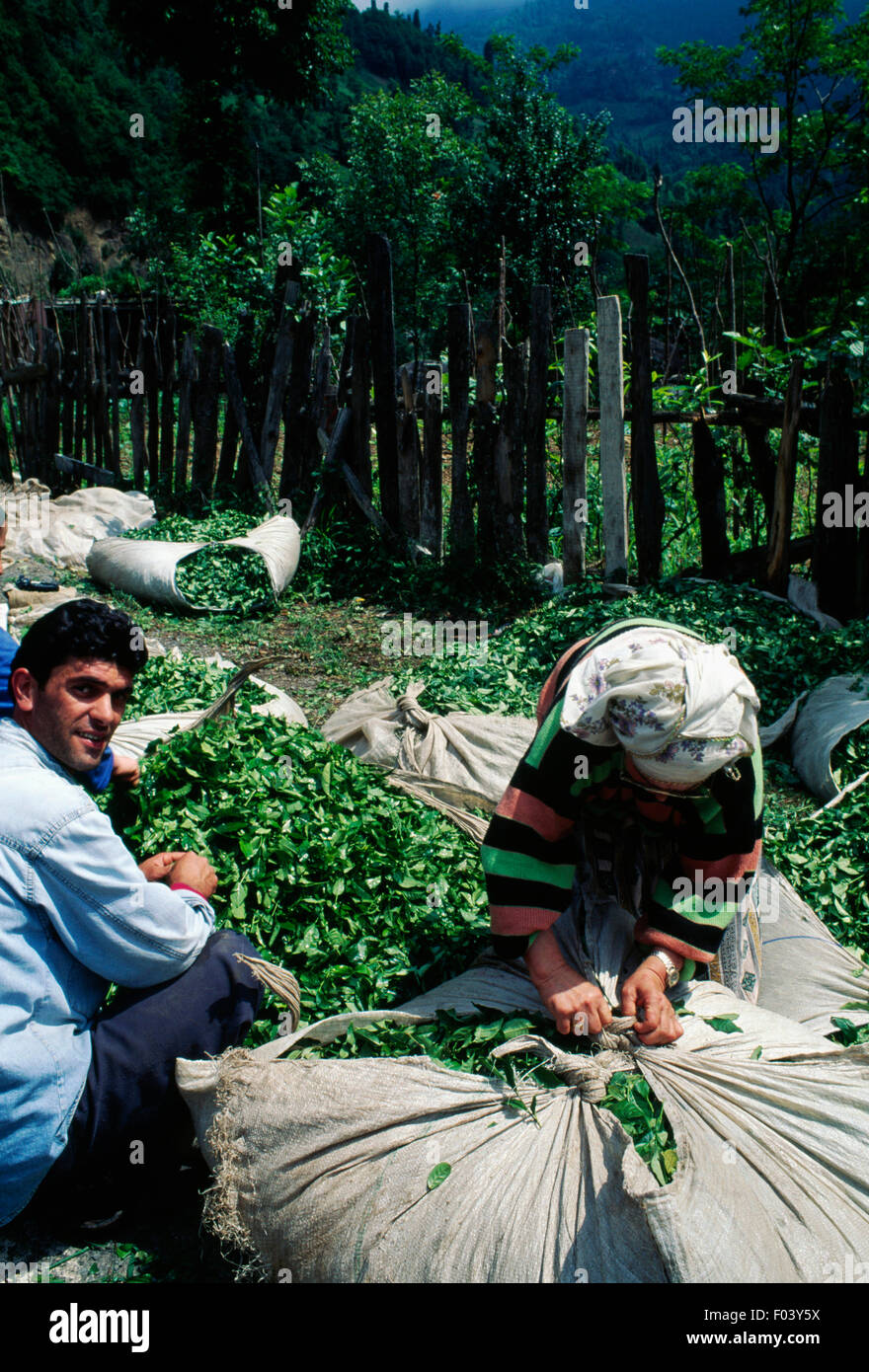 Turkey plucking hi-res stock photography and images - Alamy