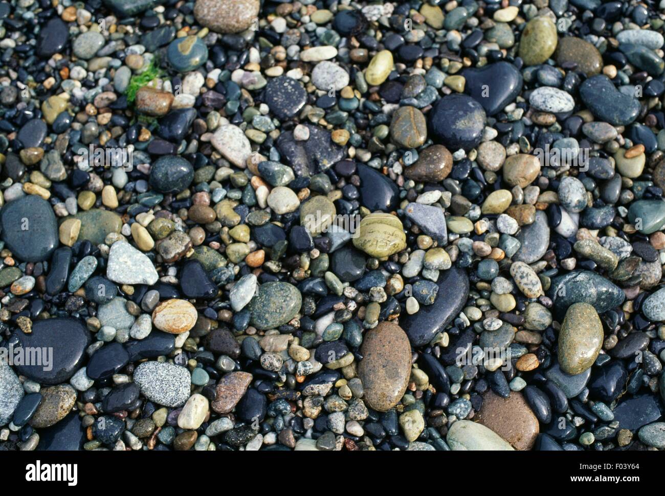 Pebble beach, detail, on the Black Sea between Trabzon and Hopa, Turkey ...