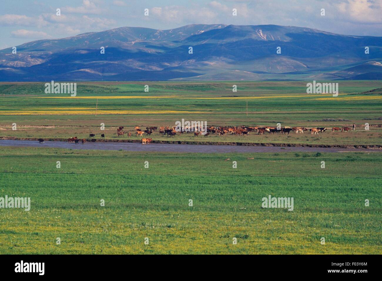 Cattle grazing near Murat River, Eastern Turkey Stock Photo - Alamy