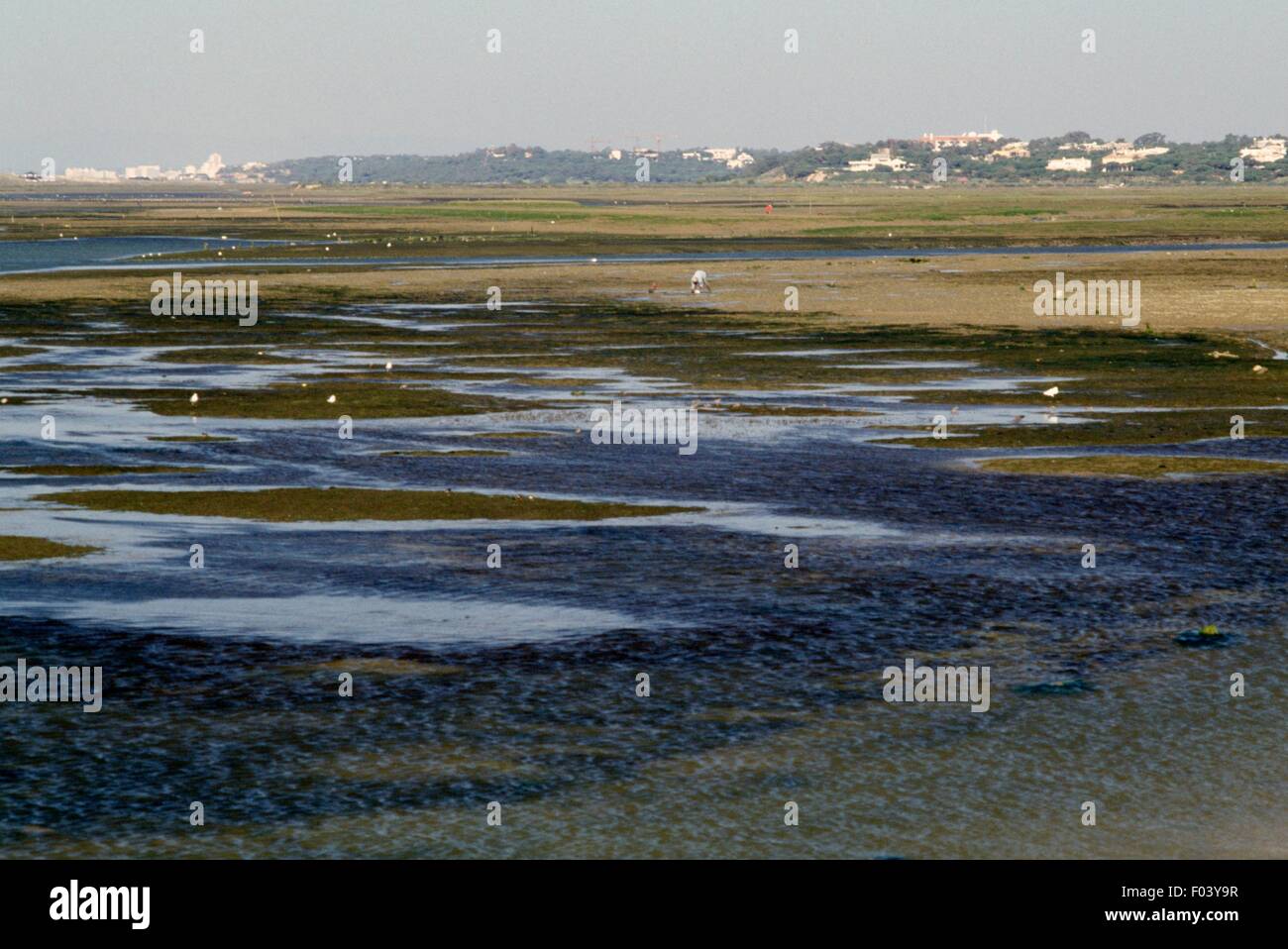 The lagoon near the town of Faro, Algarve, Portugal Stock Photo - Alamy