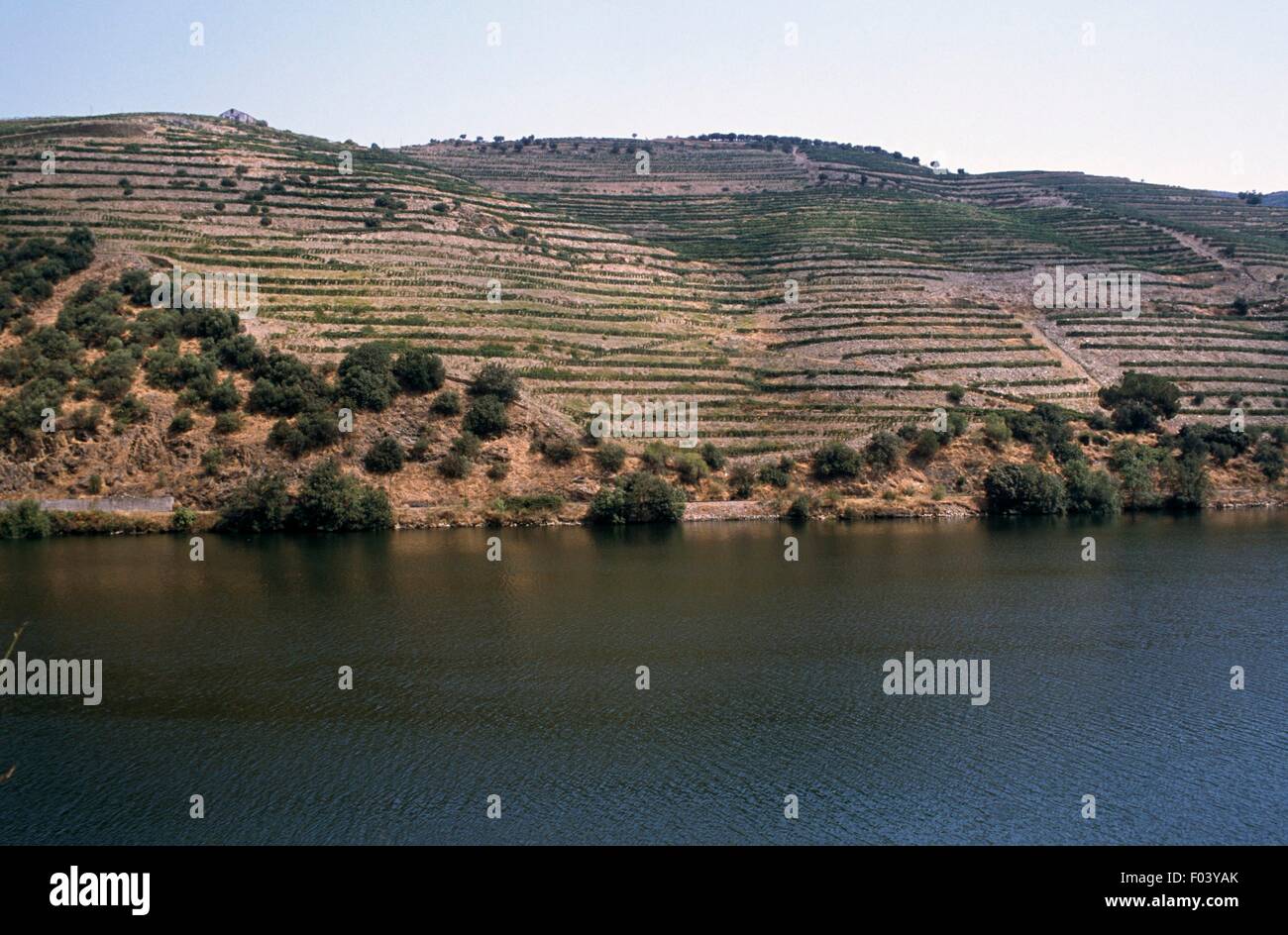 Terraced vineyards along the course of the Douro river, Douro valley ...