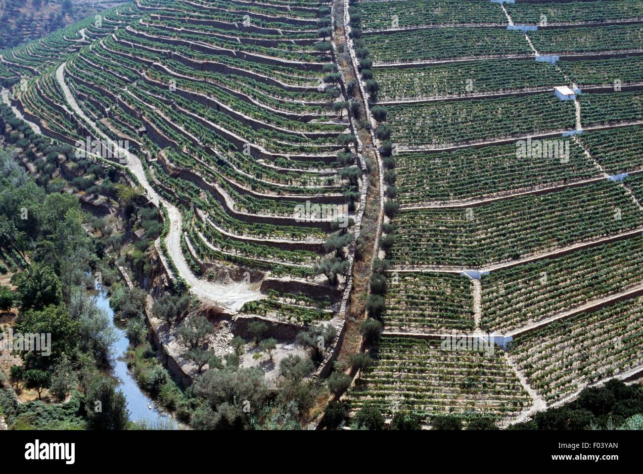 Terraced vineyards in the Douro valley (UNESCO World Heritage List ...